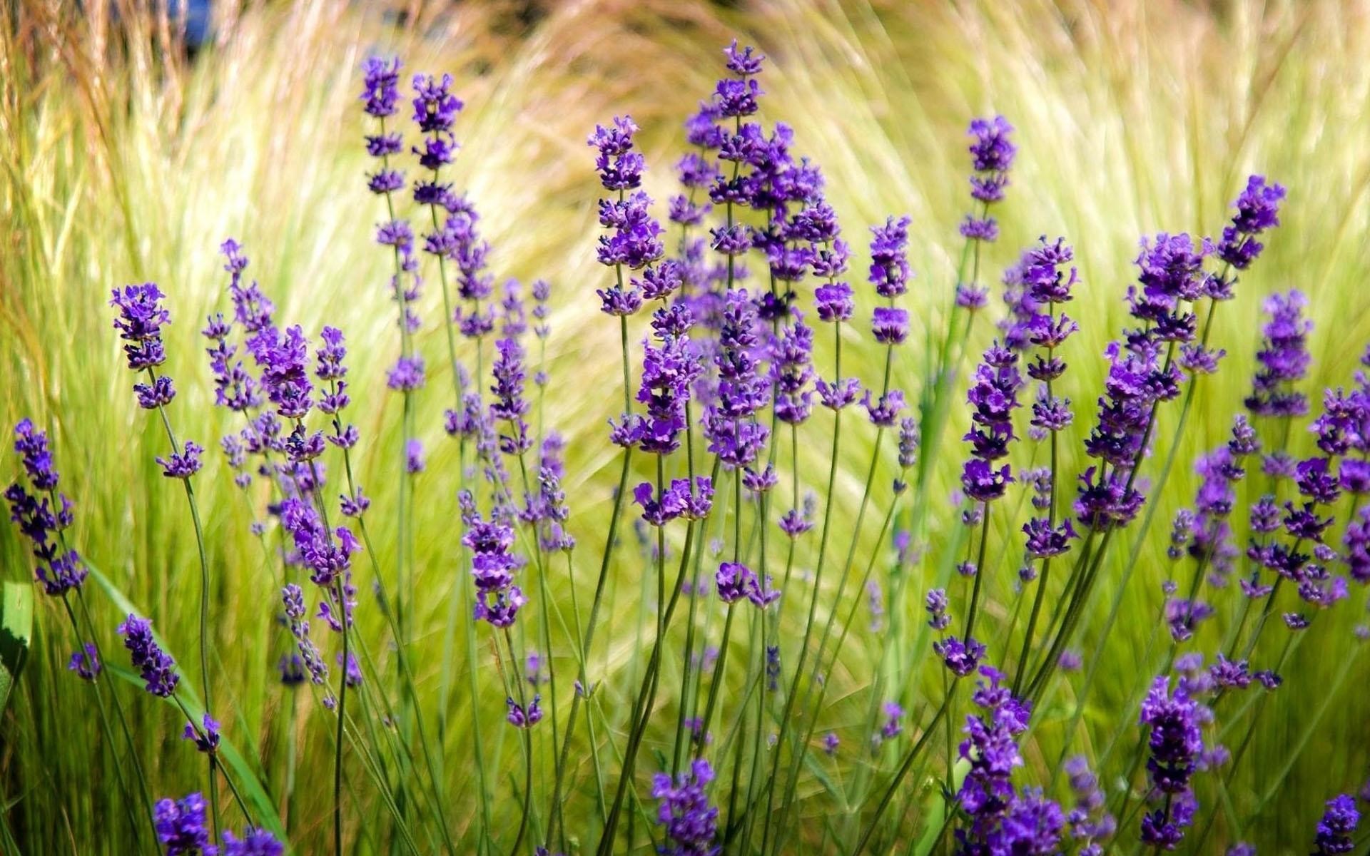 Die 67 Besten Lavendel Hintergrundbilder